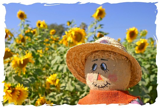 FALL FAMILY DAY Scarecrow Contest | TEACH CT • The Education ...